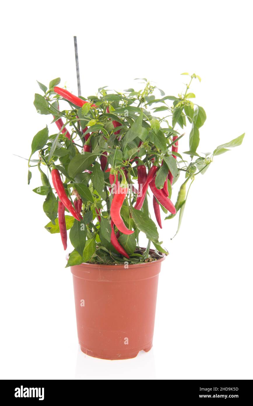 Red chili pepper plant isolated over white background Stock Photo - Alamy