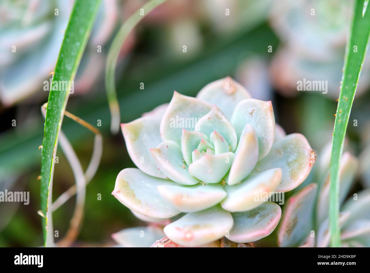 Echeveria Elegans, Alabaster Rose. exotic plant Stock Photo - Alamy