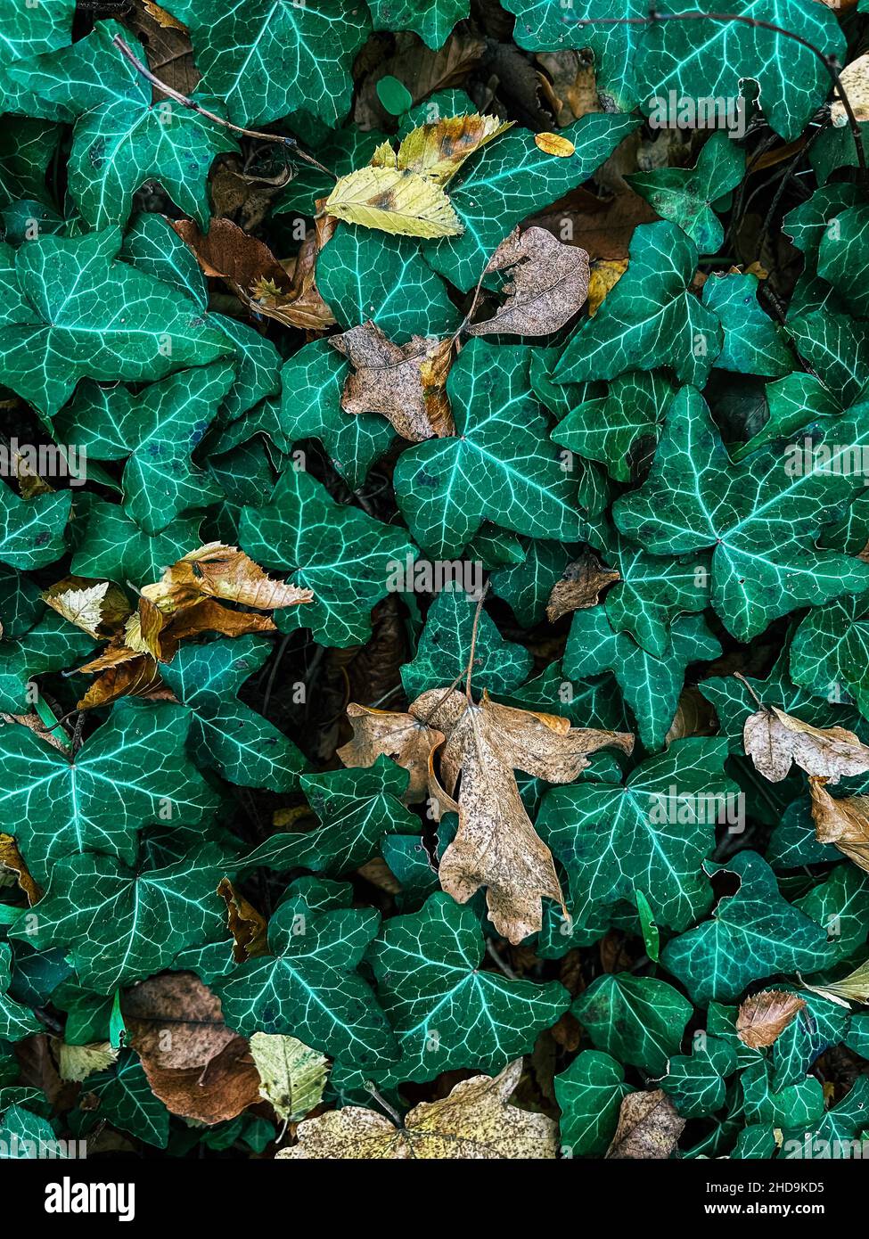 Beautiful vertical backgrounds with autumn leaves and greens Stock ...