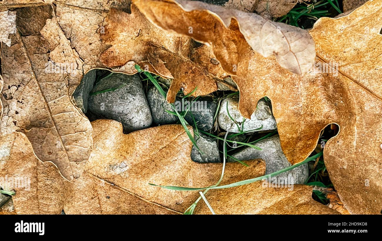 Beautiful vertical backgrounds with autumn leaves and greens Stock ...