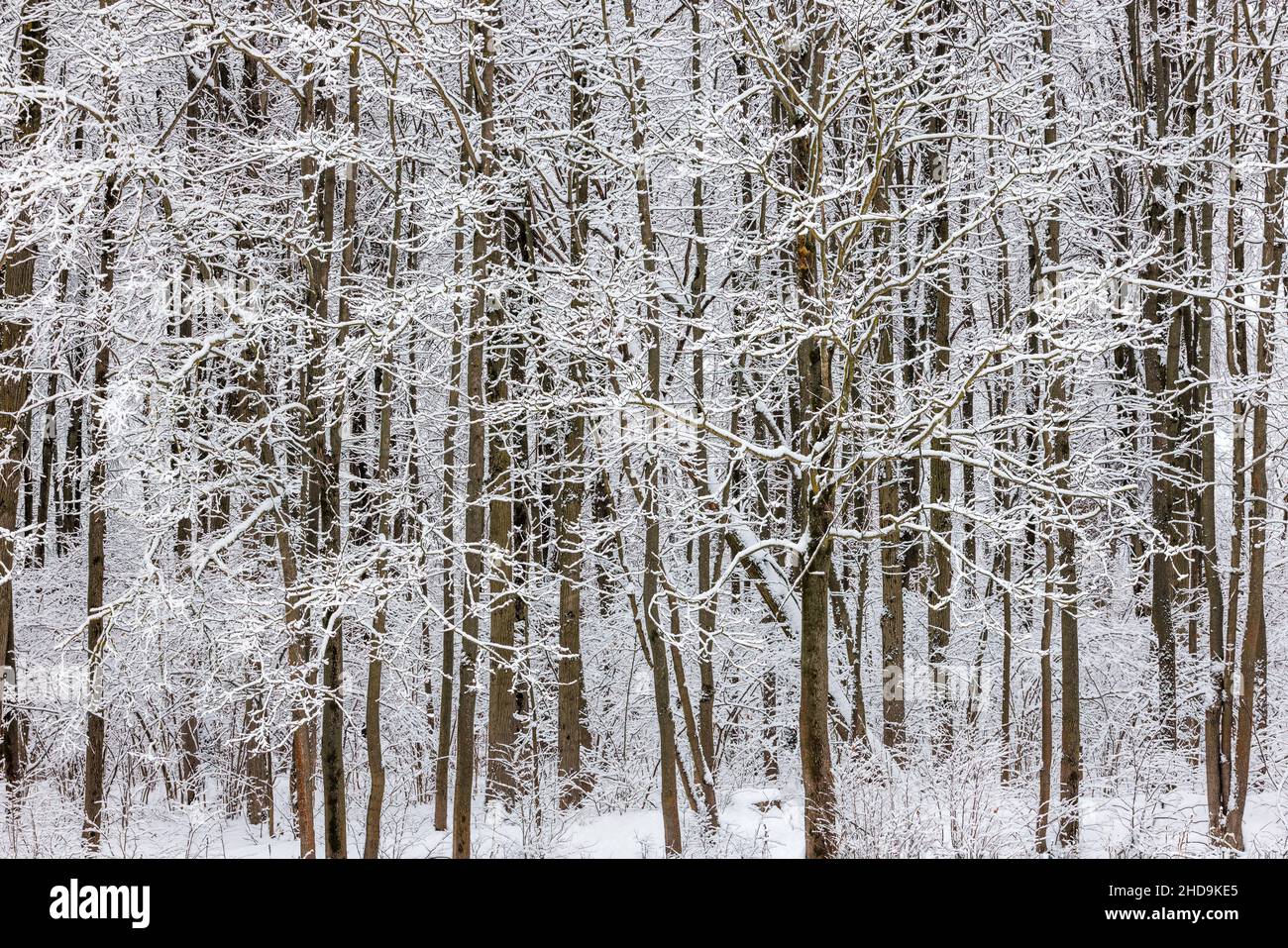 frozen trees covered with snow at cloudy winter day, full frame ...