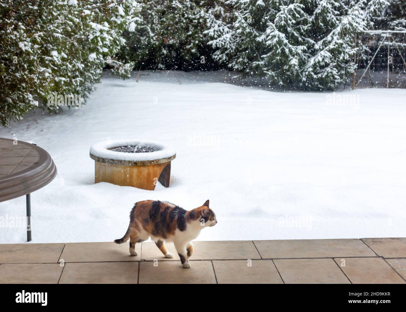 Cat on veranda hi-res stock photography and images - Alamy
