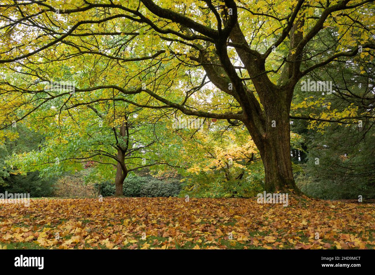 Tatton park japanese garden hi-res stock photography and images - Alamy