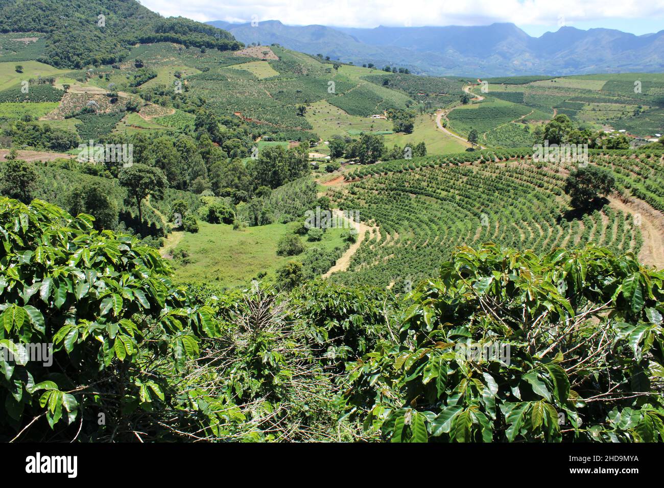 Large coffee farms in southeastern Brazil with mountains Stock Photo ...