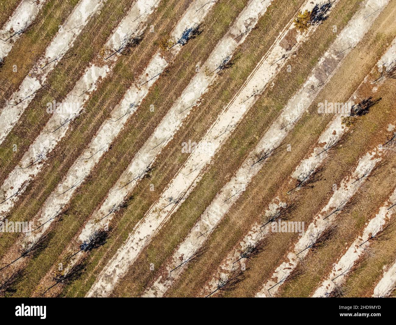 Aerial view of the pecan tree farm covered with snow Stock Photo - Alamy
