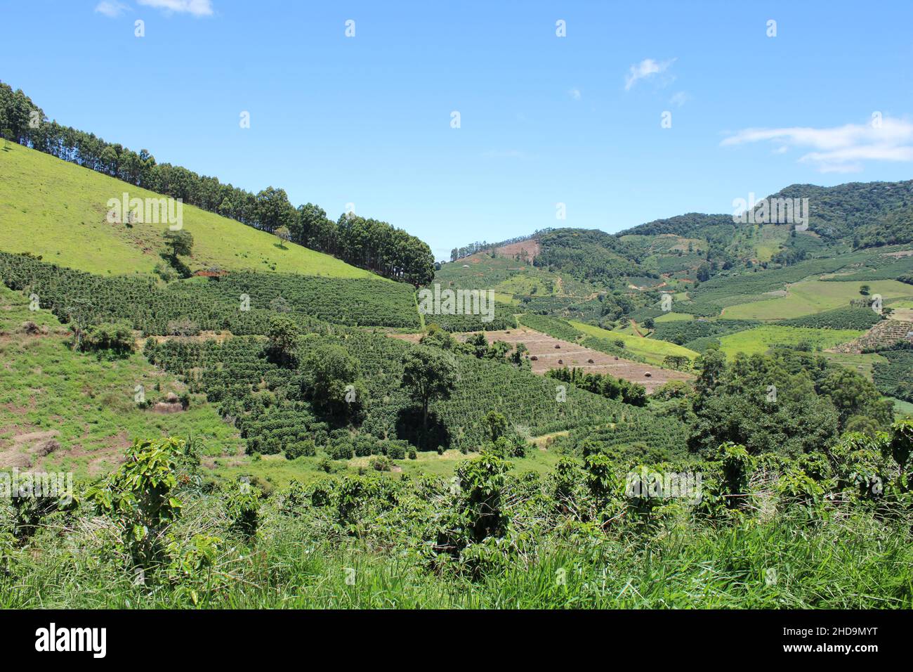Large coffee farms in southeastern Brazil with mountains Stock Photo ...