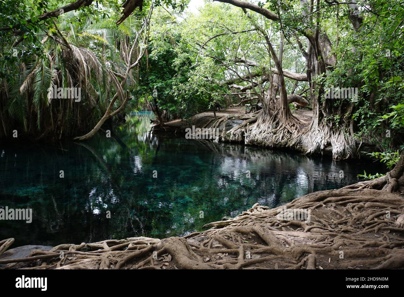 The beautiful Kikuletwa hot springs close to Moshi, Tanzania 2021 Stock ...