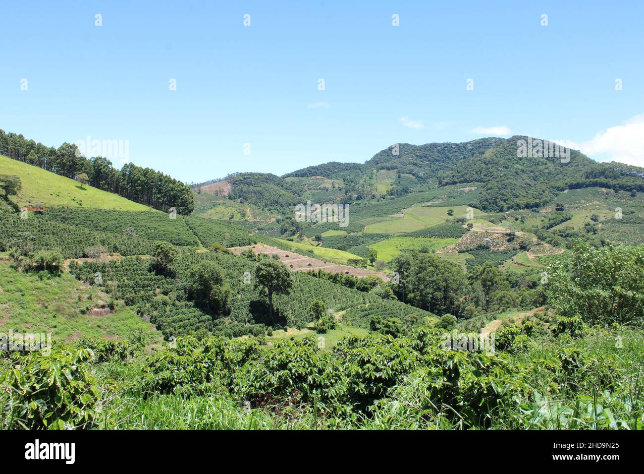Large coffee farms in southeastern Brazil with mountains Stock Photo ...