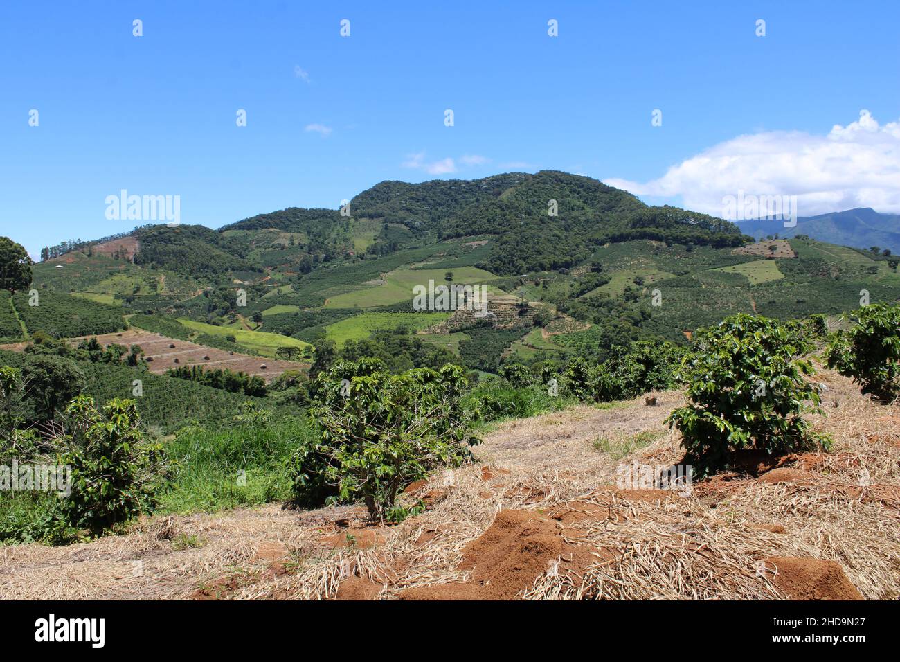 Large coffee farms in southeastern Brazil with mountains Stock Photo ...