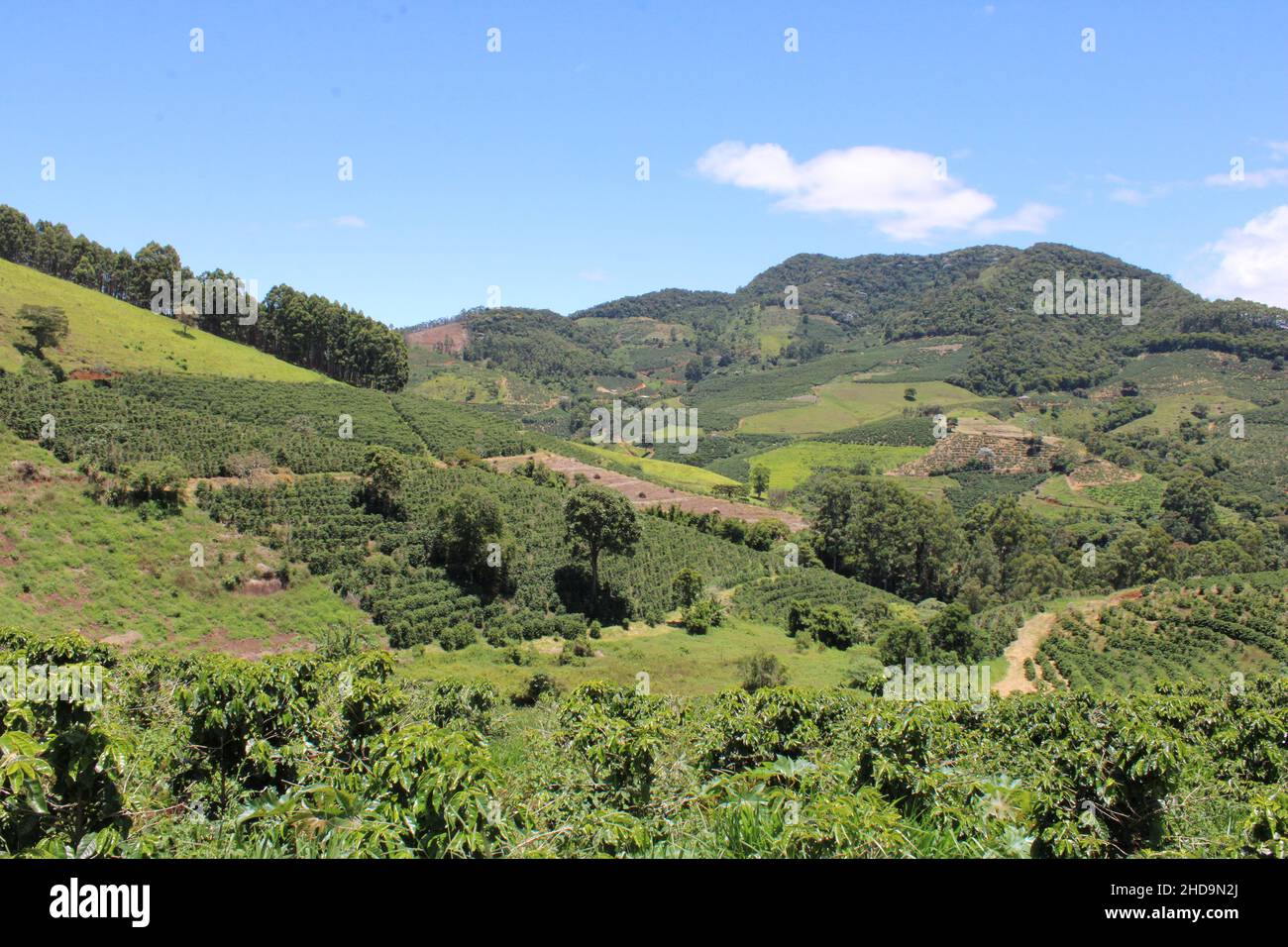 Large coffee farms in southeastern Brazil with mountains Stock Photo ...