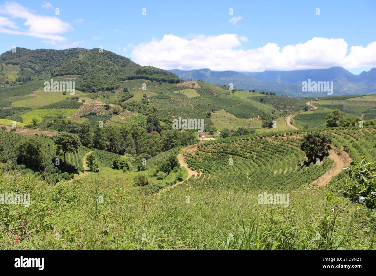 Large coffee farms in southeastern Brazil with mountains Stock Photo ...