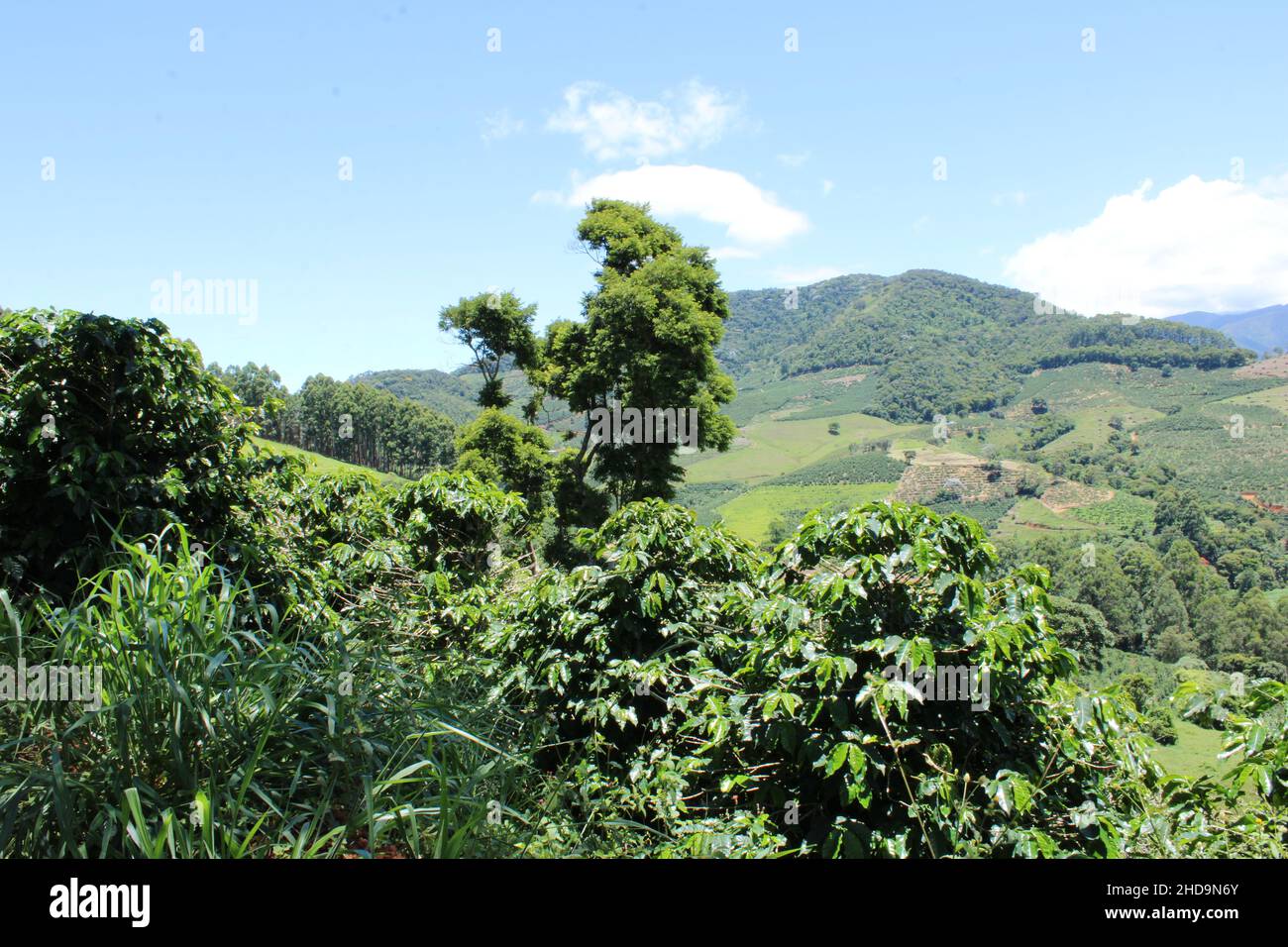 Large coffee farms in southeastern Brazil with mountains Stock Photo ...