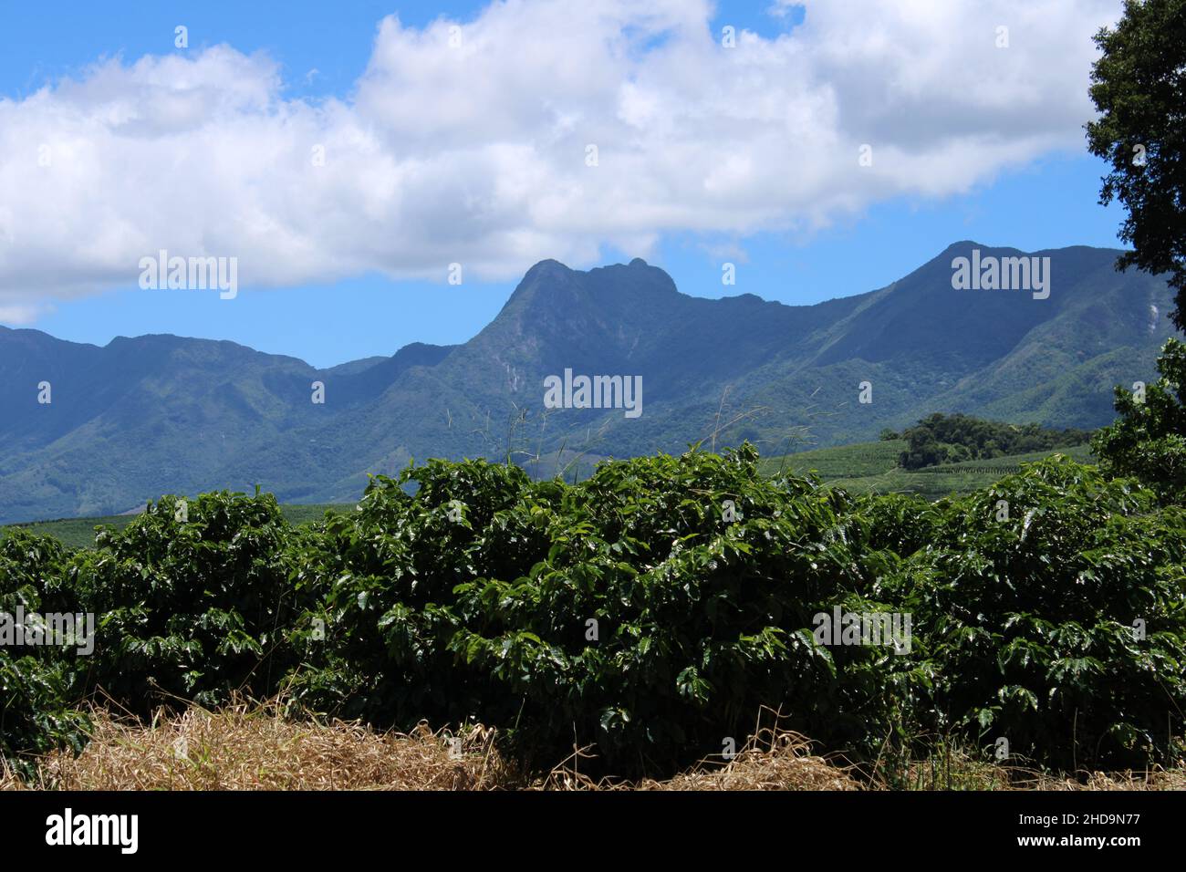 Large coffee farms in southeastern Brazil with mountains Stock Photo ...
