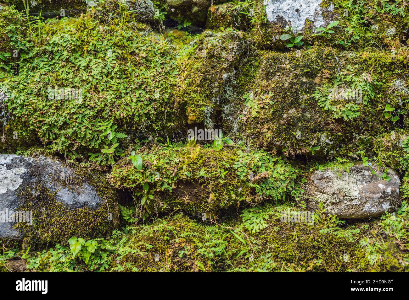 Closeup of creepers, climbing plant on the big tree in sunny day of ...