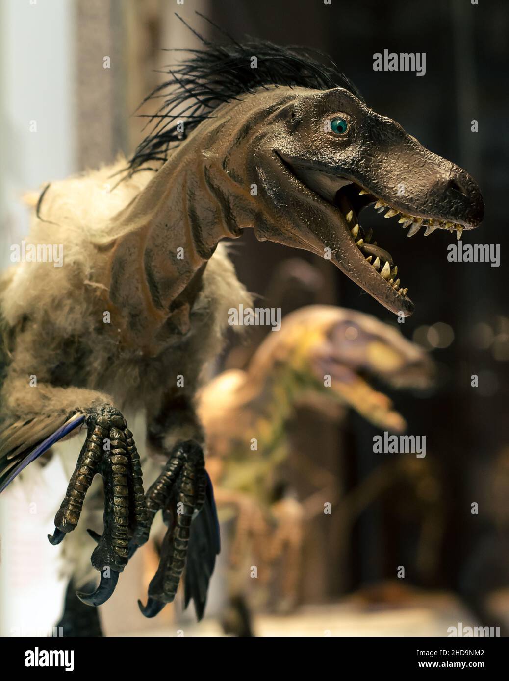 Soft focus of a prehistoric raptor model displayed at an exhibit Stock ...