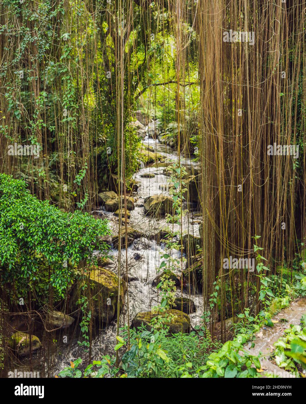 Jungle creepers trees hi-res stock photography and images - Alamy