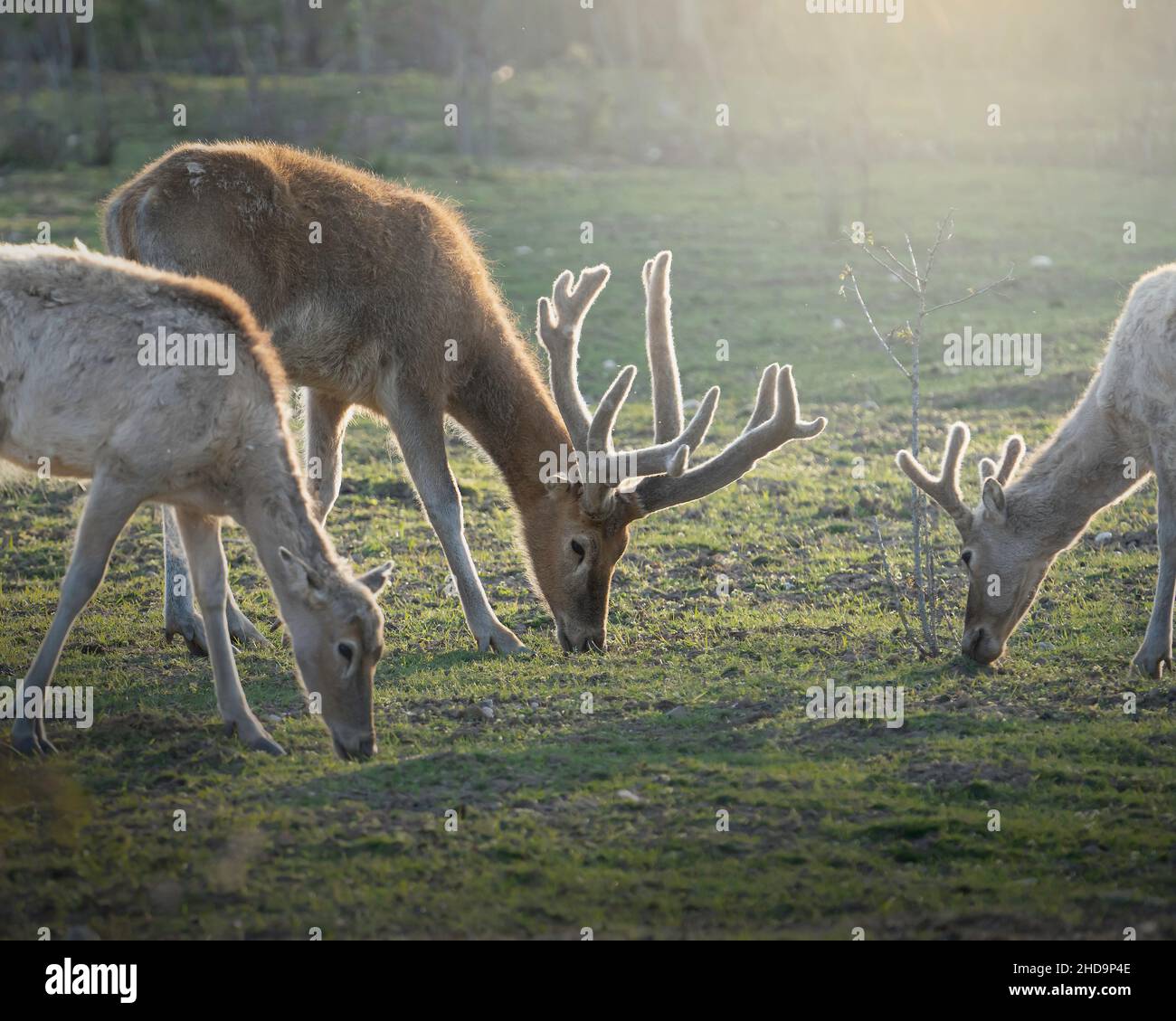 Deer eating grass hi-res stock photography and images - Alamy