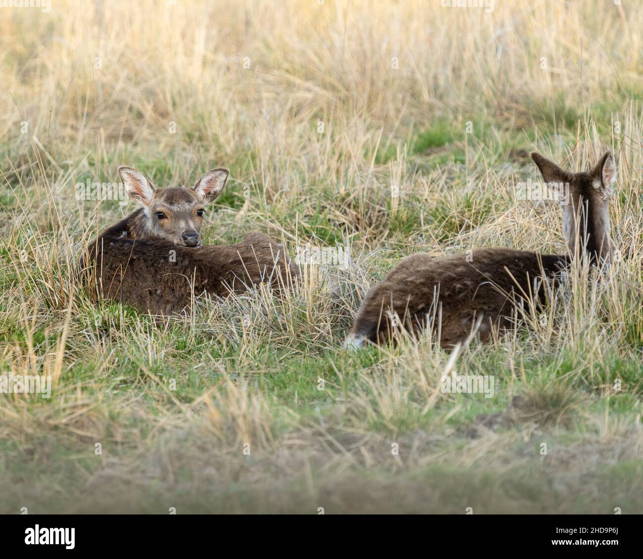 Deer lying in long grass hi-res stock photography and images - Alamy