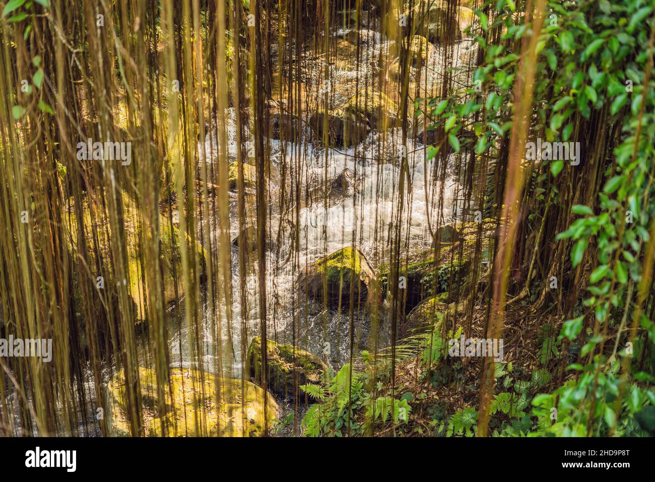 Jungle Creepers Trees High Resolution Stock Photography and Images - Alamy