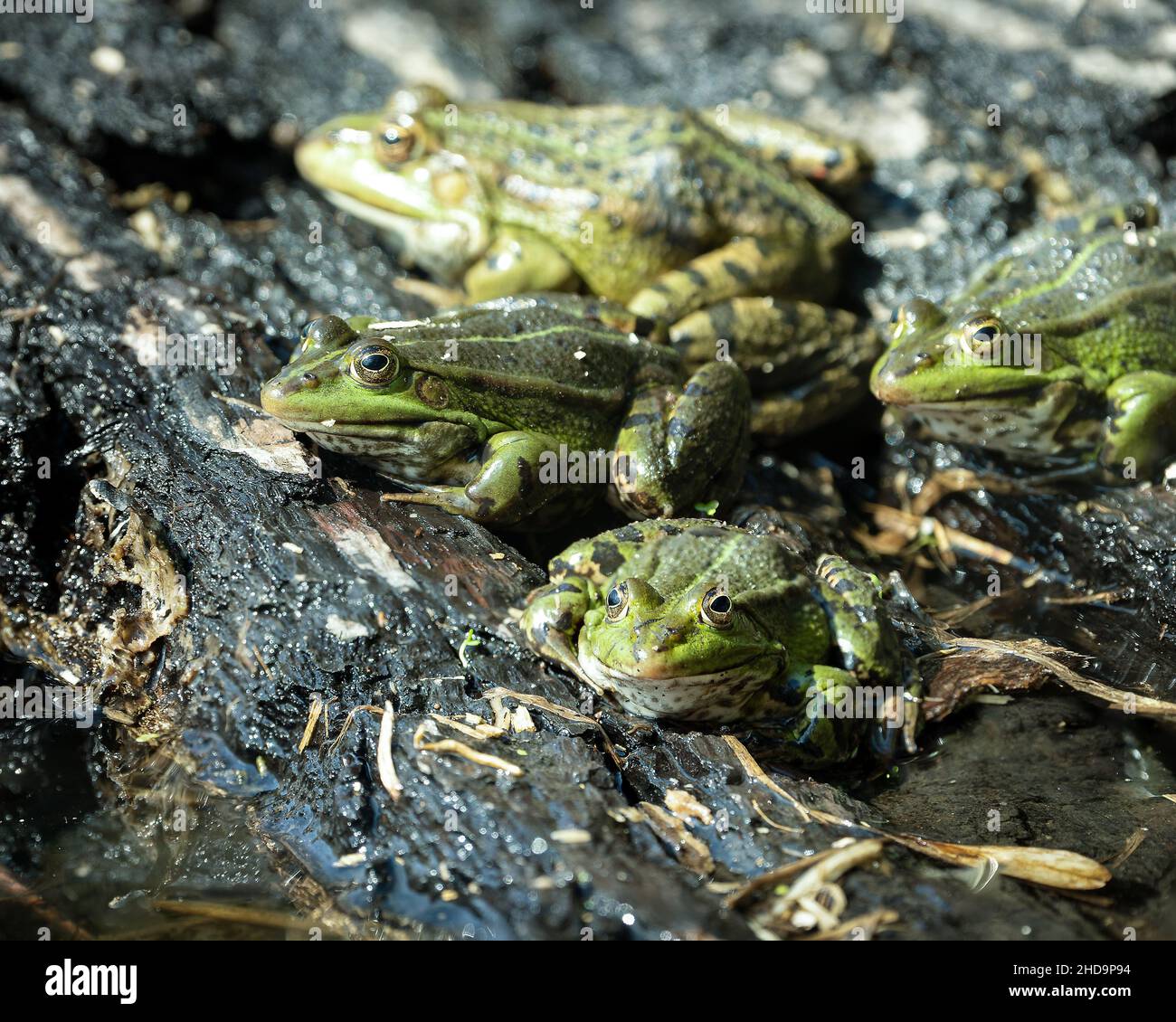 Swamp Frogs