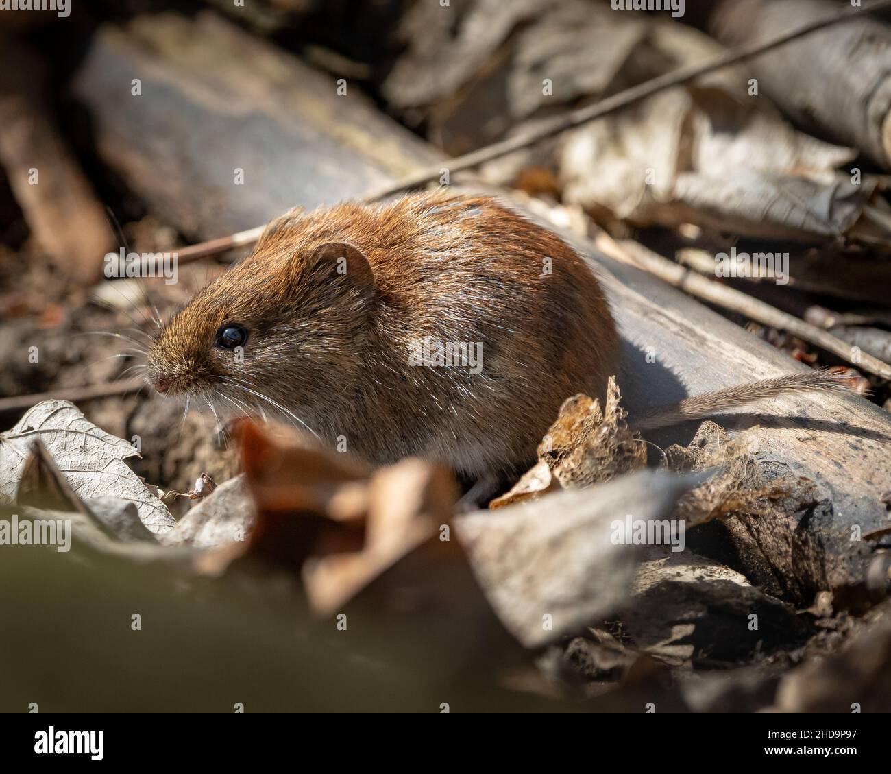 Brown hamster sitting on the ground with woods and planks around Stock ...