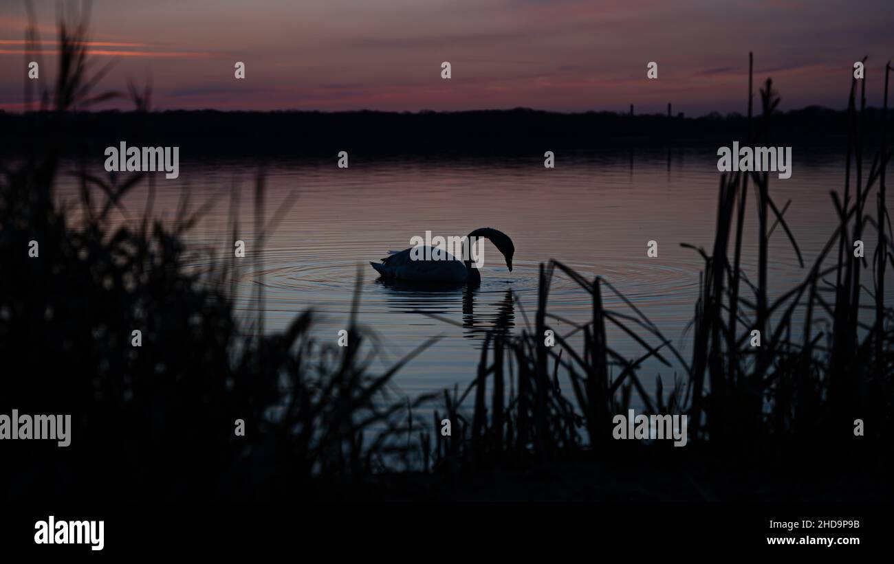Swan on the lake with the reeds around at night Stock Photo - Alamy