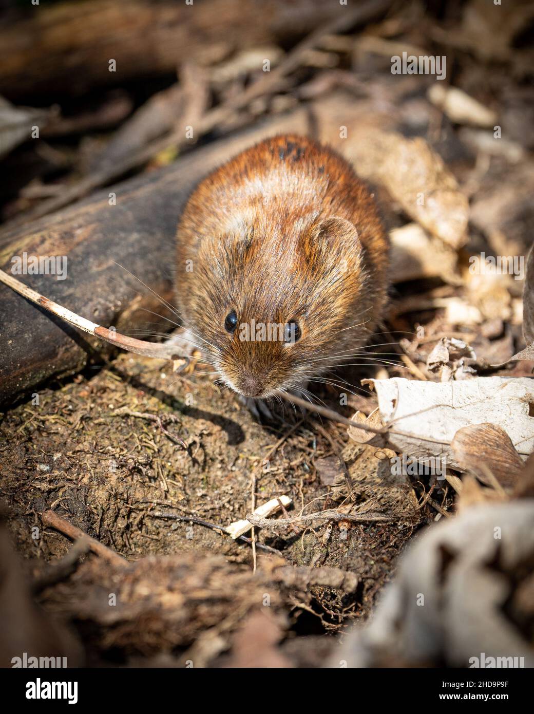 Brown hamster sitting on the ground with woods and planks around Stock ...
