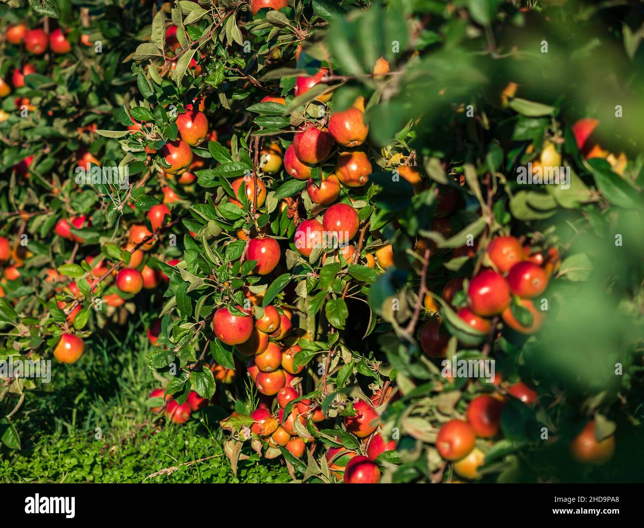 Apple plantations in Alsace. Growing fruit. Sun, autumn. France Stock ...