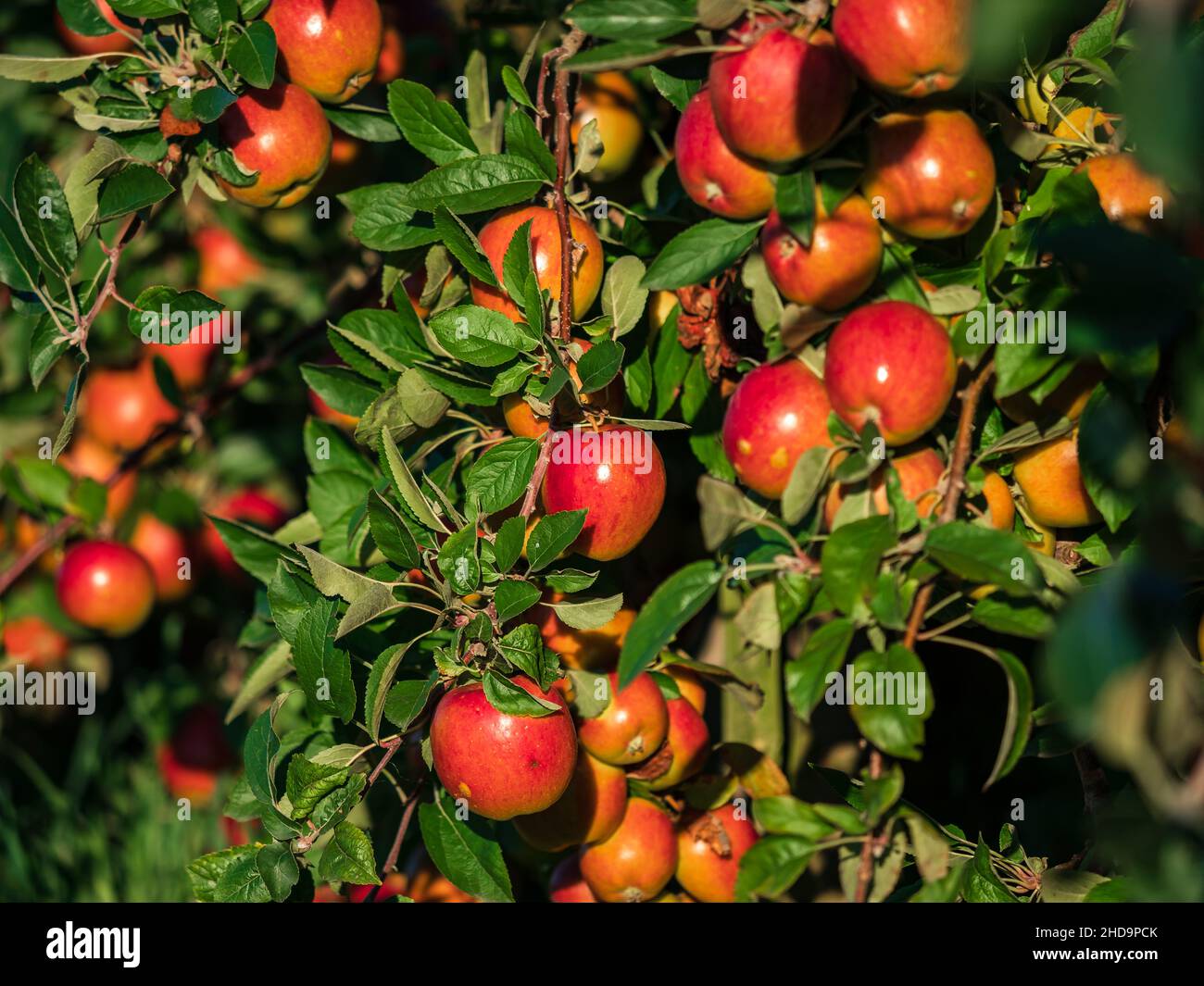 Apple plantations in Alsace. Growing fruit. Sun, autumn. France Stock ...