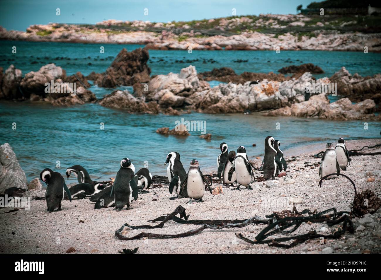 Beautiful view of Penguins on a beach in Hermanus, South Africa Stock ...