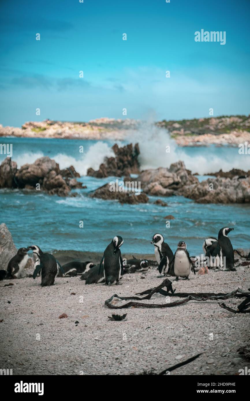 Beautiful view of Penguins on a beach in Hermanus, South Africa Stock ...