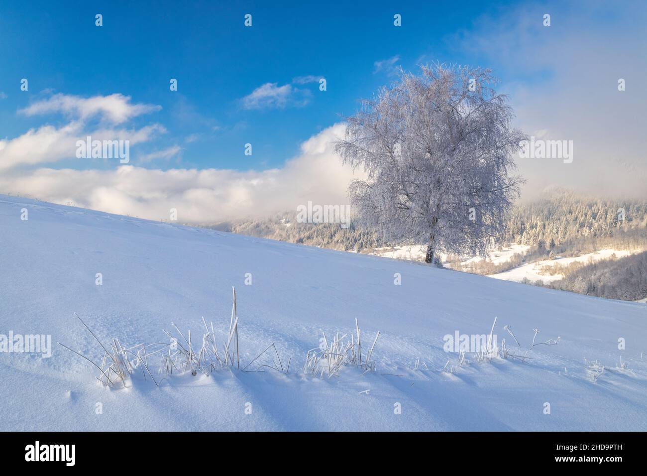View of a snowy winter landscape with tree covered with rime ice at ...