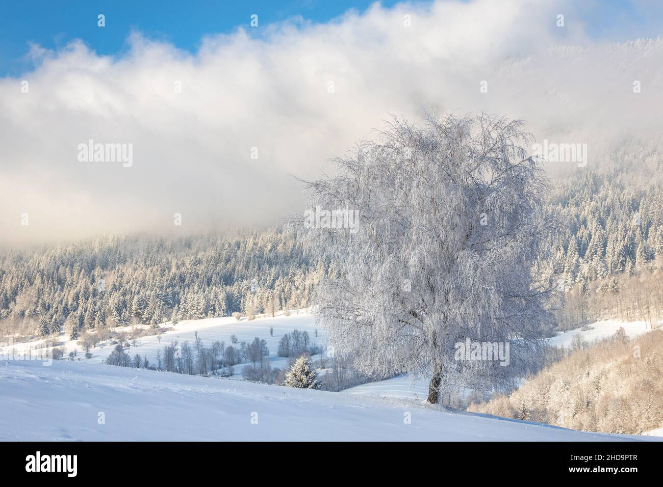 View of a snowy winter landscape with tree covered with rime ice at ...