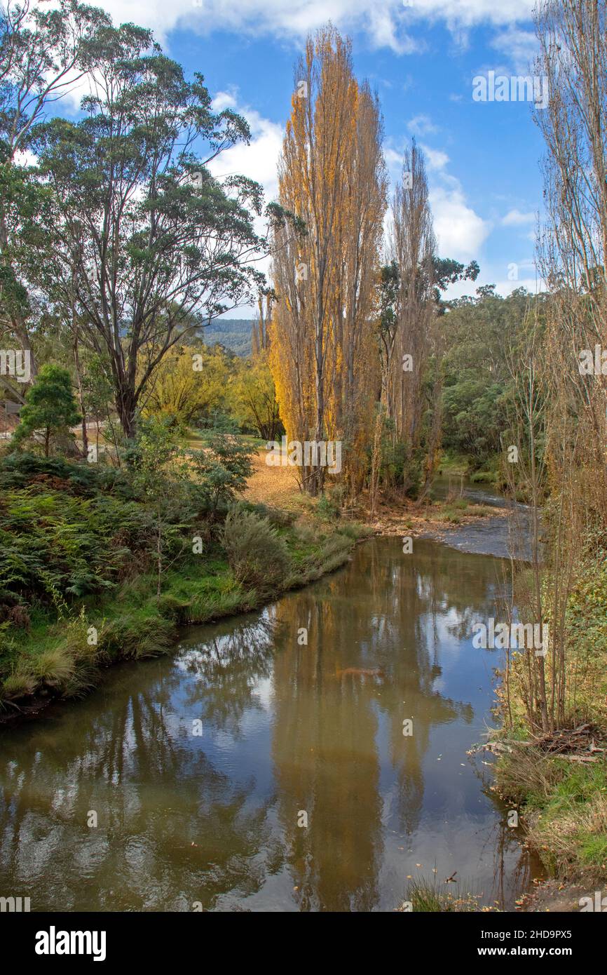 The Cobungra River at Anglers Rest Stock Photo - Alamy