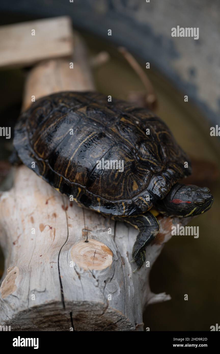 Wood turtle hi-res stock photography and images - Alamy