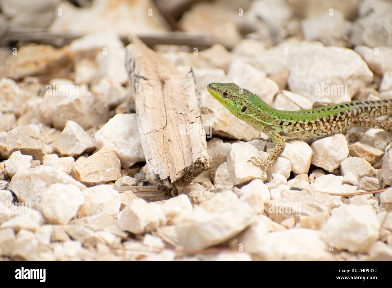 Lizard on rocks hi-res stock photography and images - Alamy