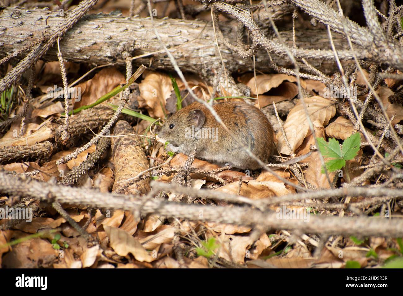 Mouse on the forest floor with leaves Stock Photo - Alamy
