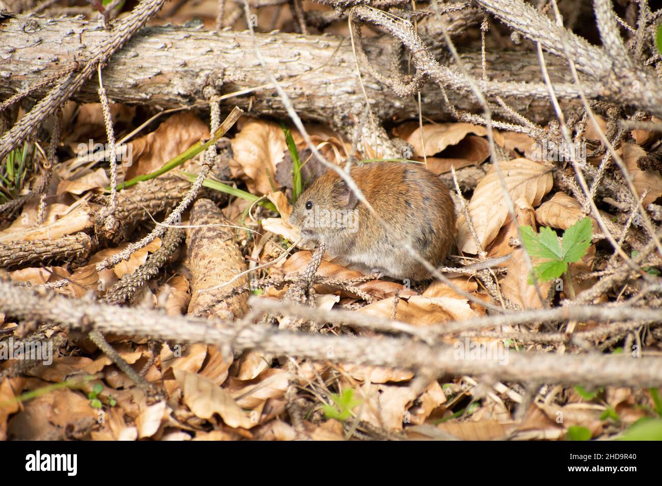 Mouse on the forest floor with leaves Stock Photo - Alamy