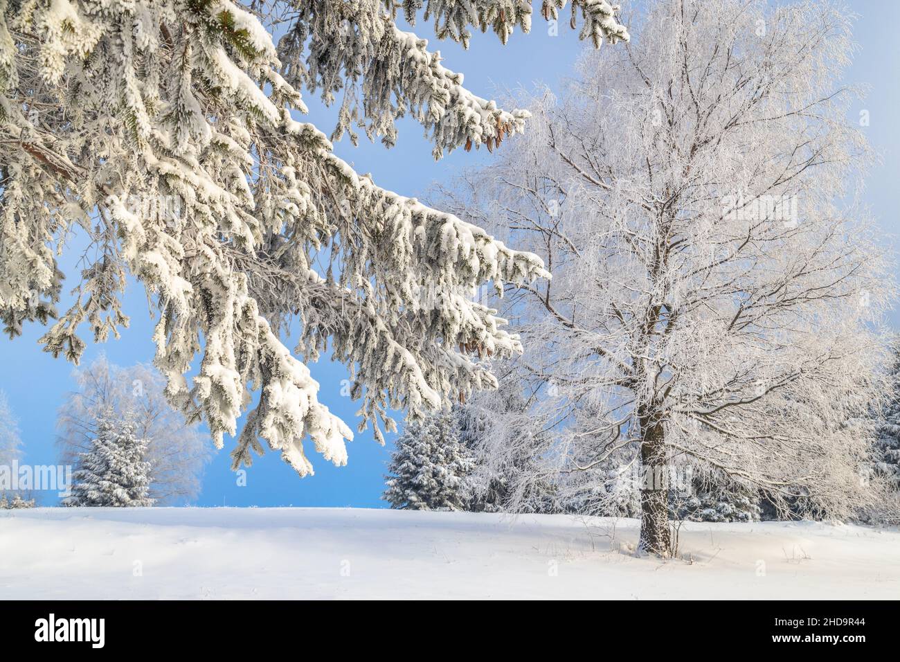 View of a snowy winter landscape with trees covered with rime ice at ...