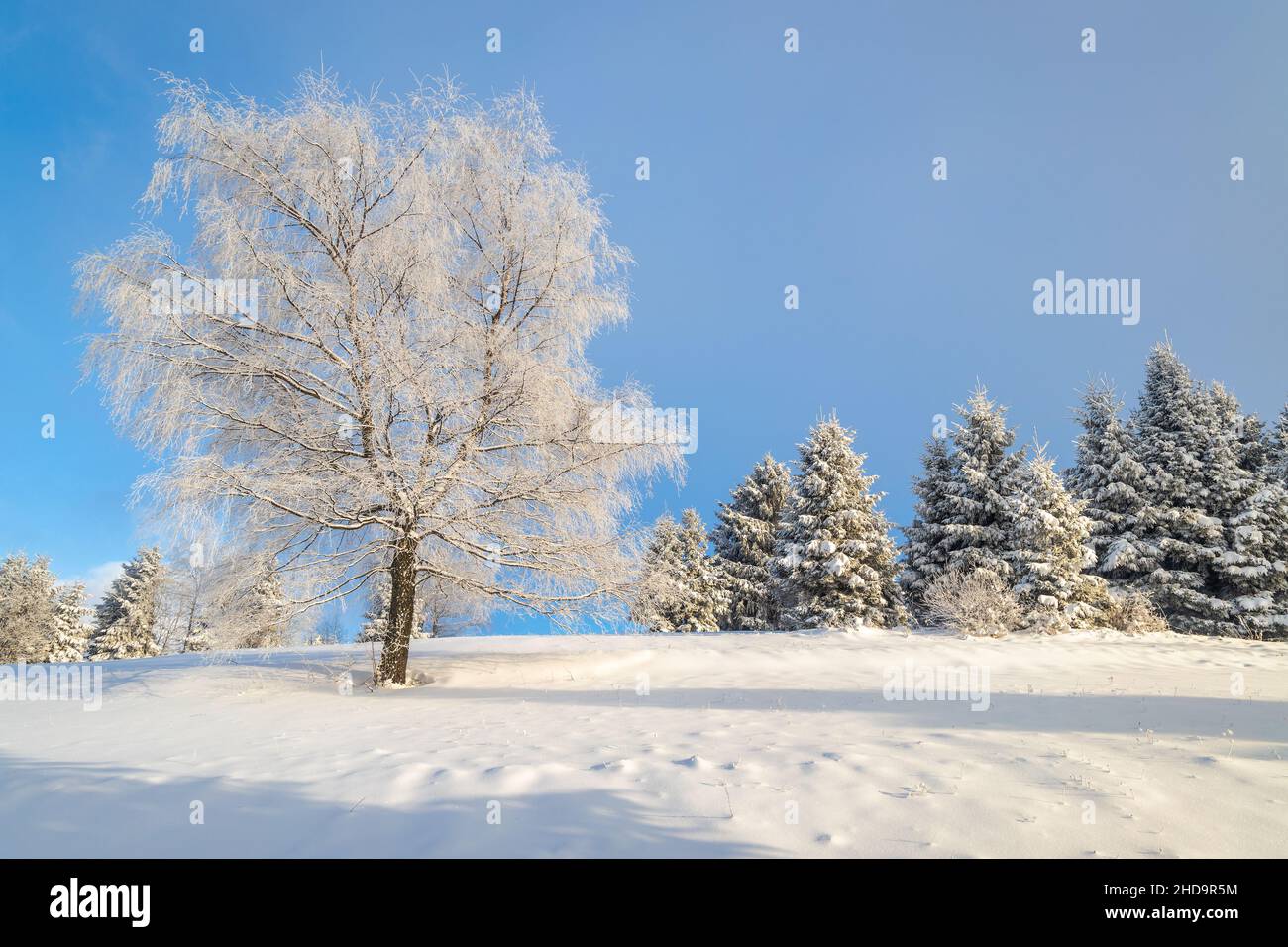 View of a snowy winter landscape with trees covered with rime ice at ...
