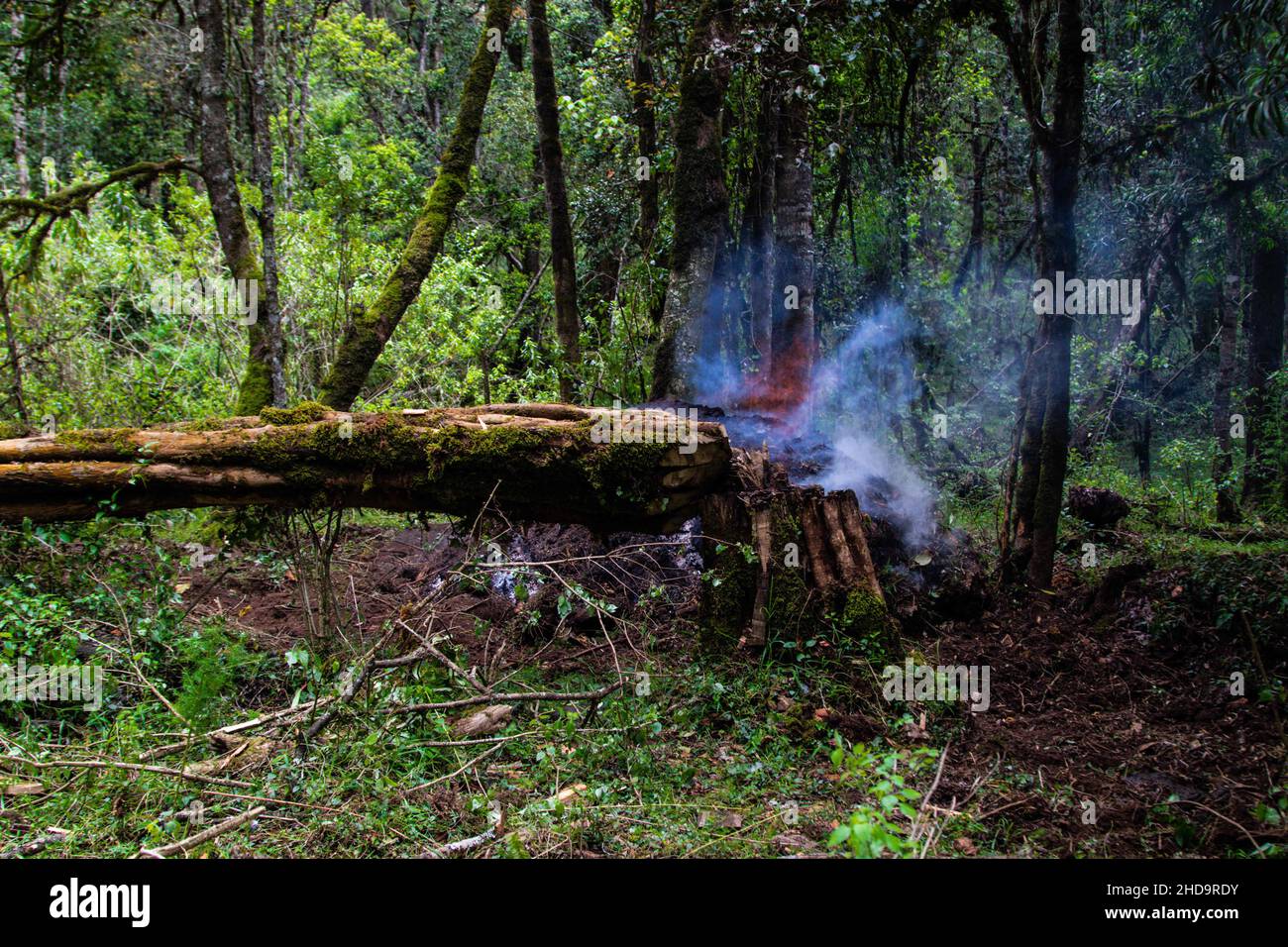 Nakuru, Kenya. 31st Dec, 2021. View of indigenous trees felled by ...