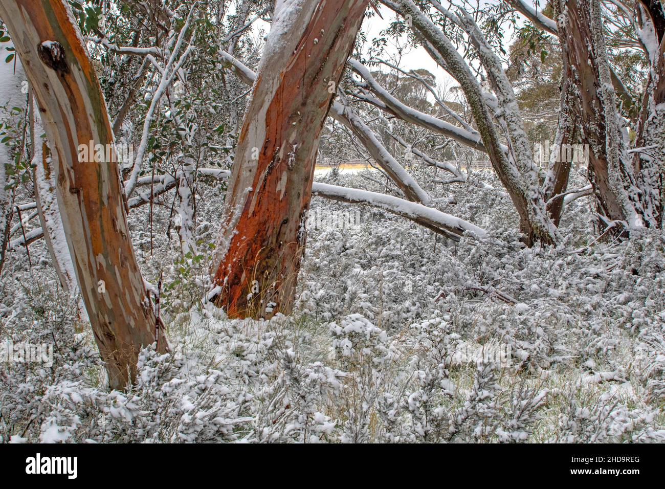 Snow gums on Mt Hotham Stock Photo - Alamy