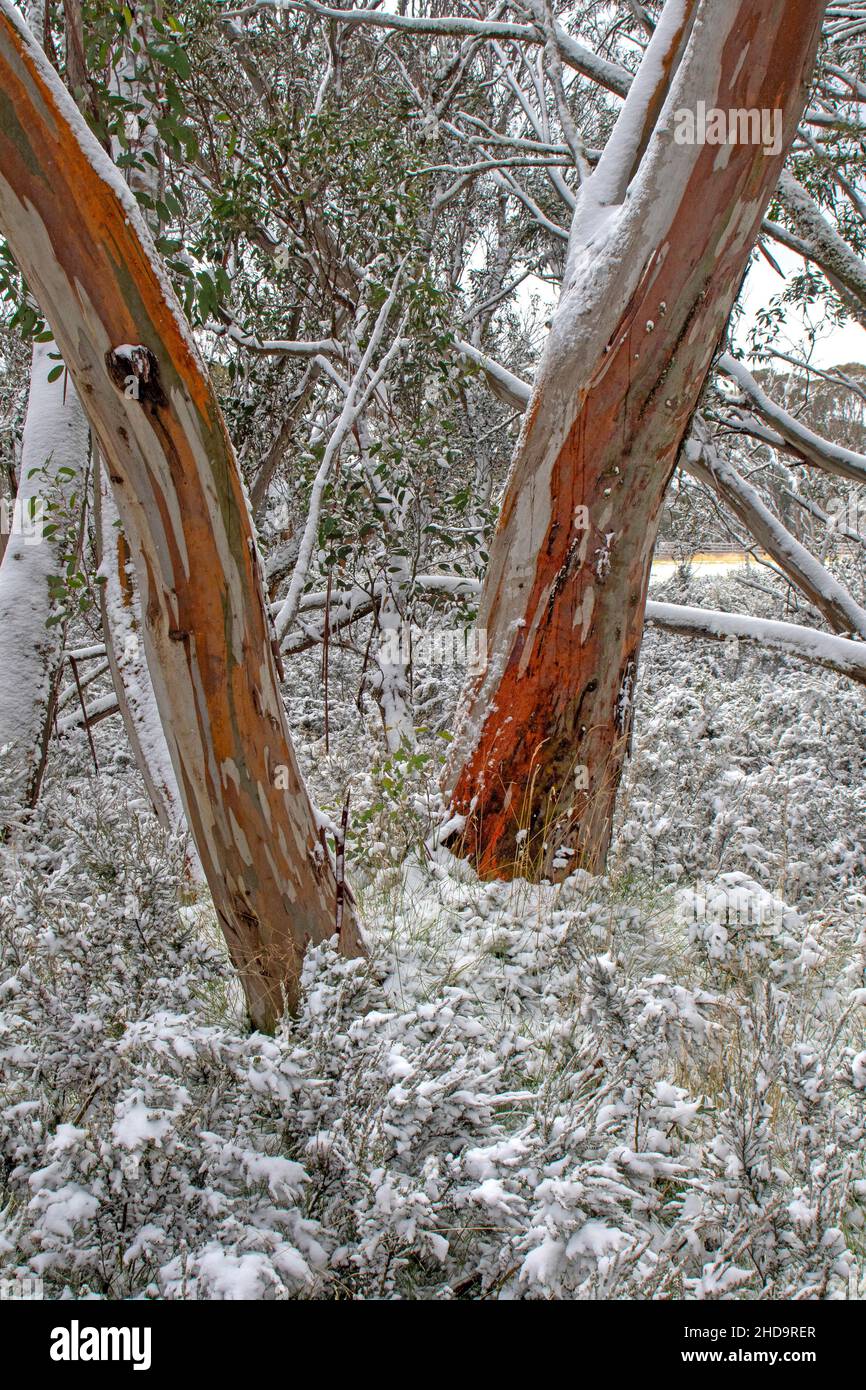 Snow gums on Mt Hotham Stock Photo - Alamy