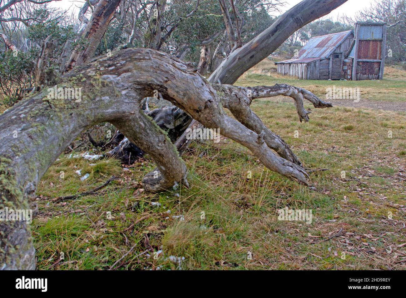 Wallaces Hut on the Bogong High Plain Stock Photo - Alamy