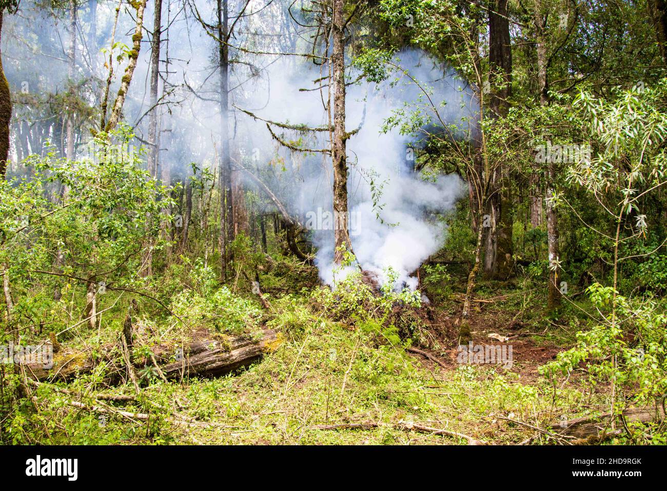 Baringo, Kenya. 31st Dec, 2021. View of indigenous trees felled by ...
