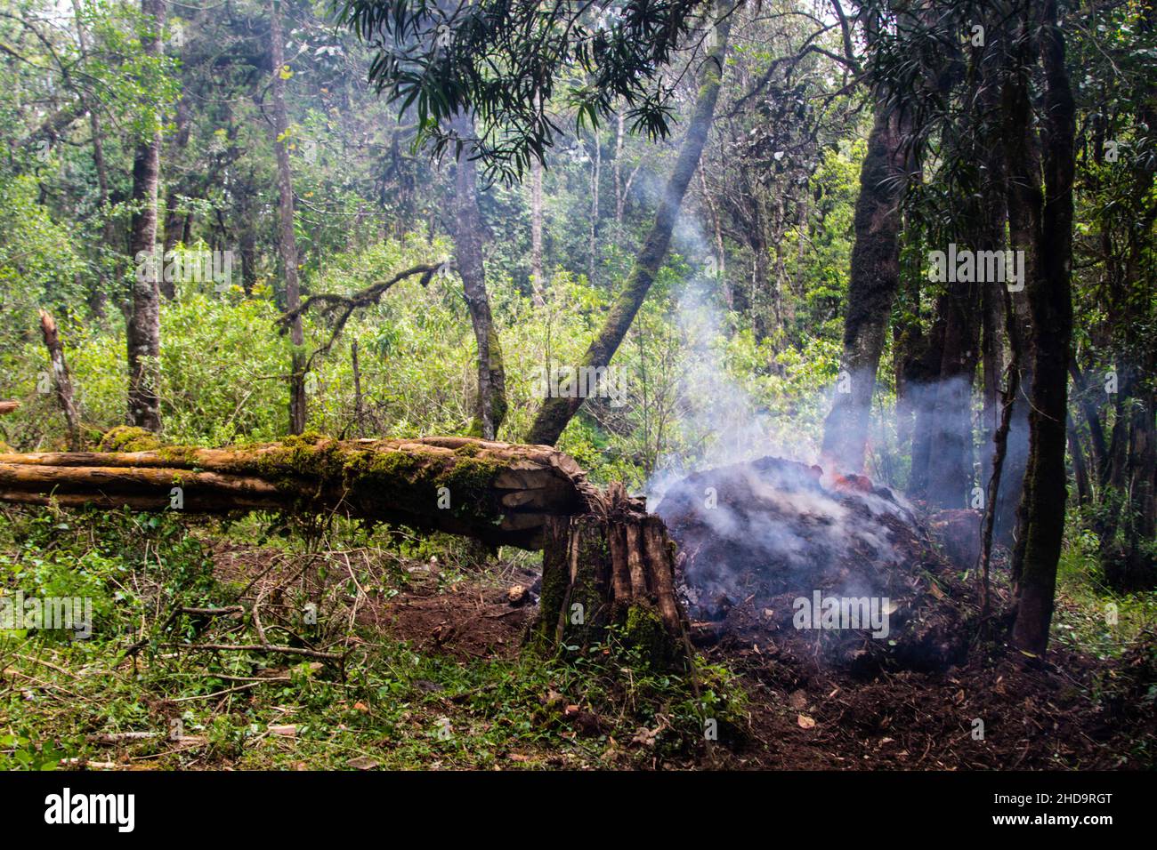 Nakuru, Kenya. 31st Dec, 2021. View of indigenous trees felled by ...