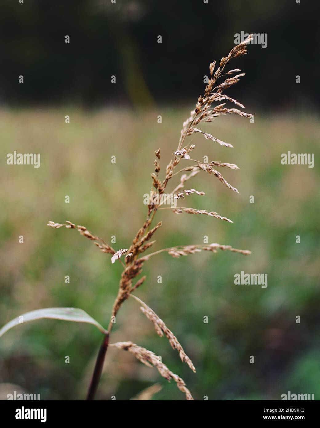 Vertical shot of a common reed in nature isolated on a blurry ...