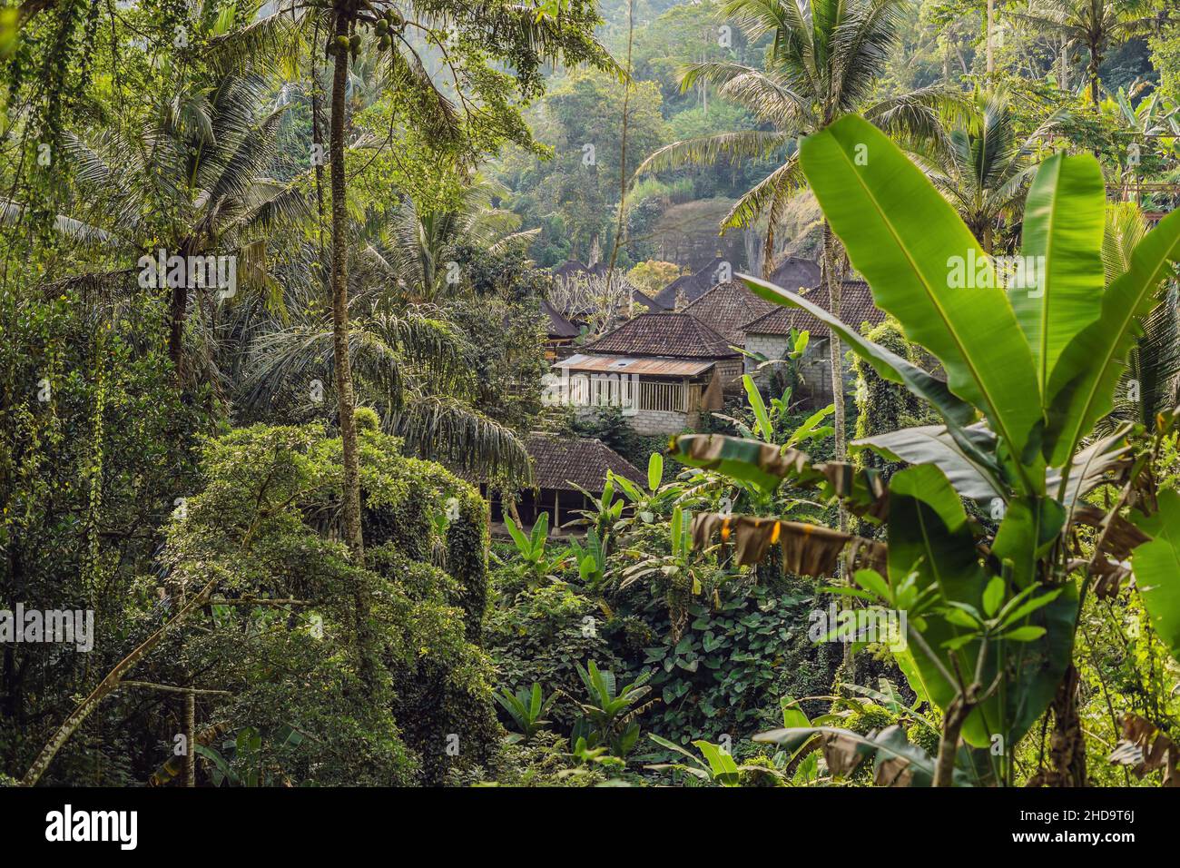 bali traditional house framed by bamboo trees in Ubud Stock Photo - Alamy