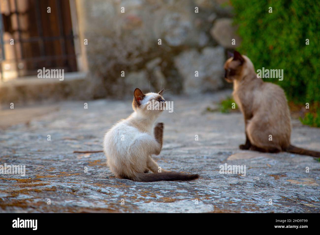 Siamese architecture hi-res stock photography and images - Alamy