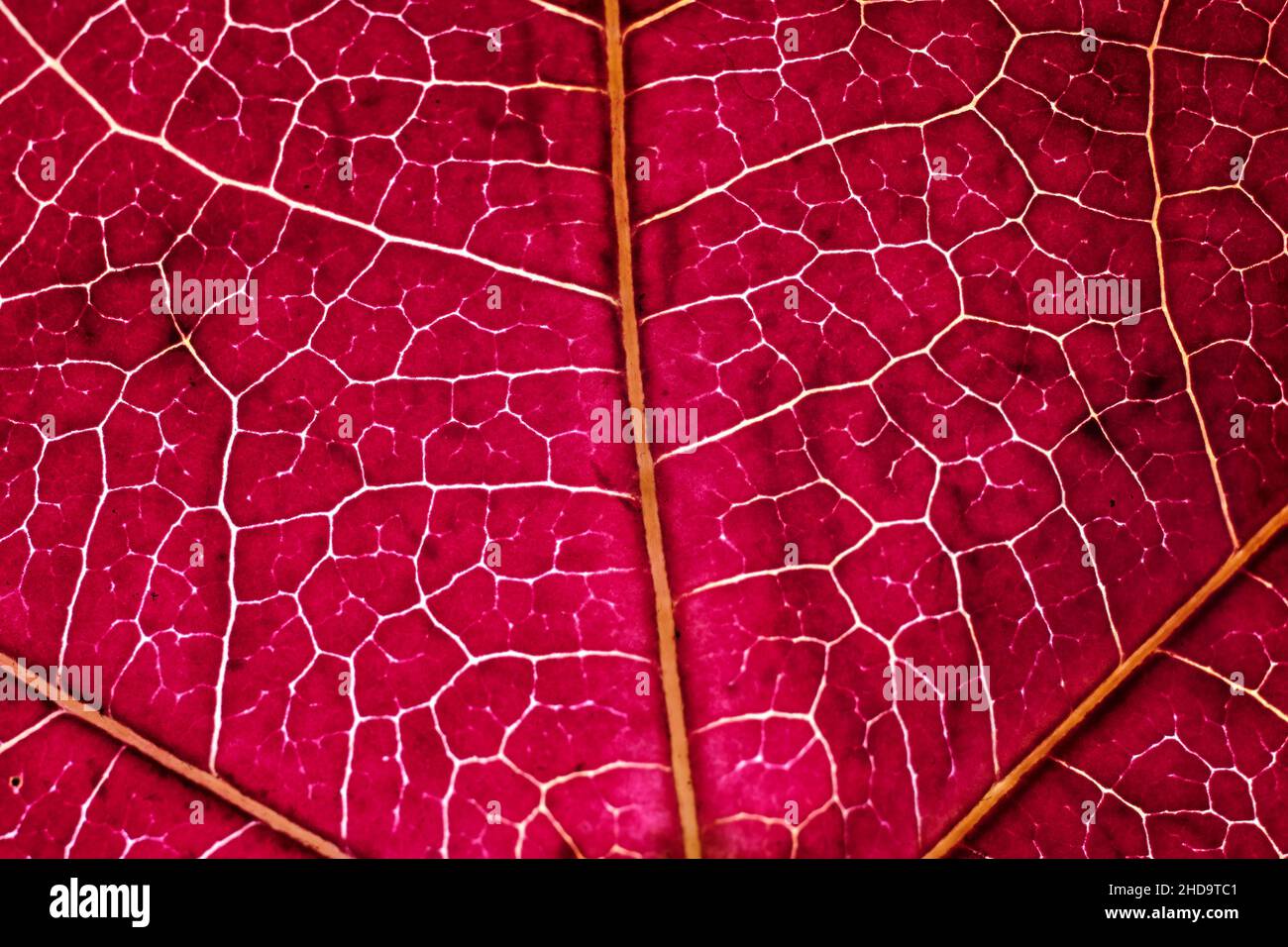 Veiny texture hi-res stock photography and images - Alamy